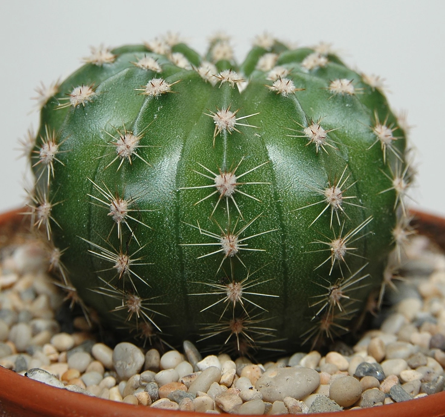 Echinopsis Oxygona. | Suculentas, Cactus, Crasas