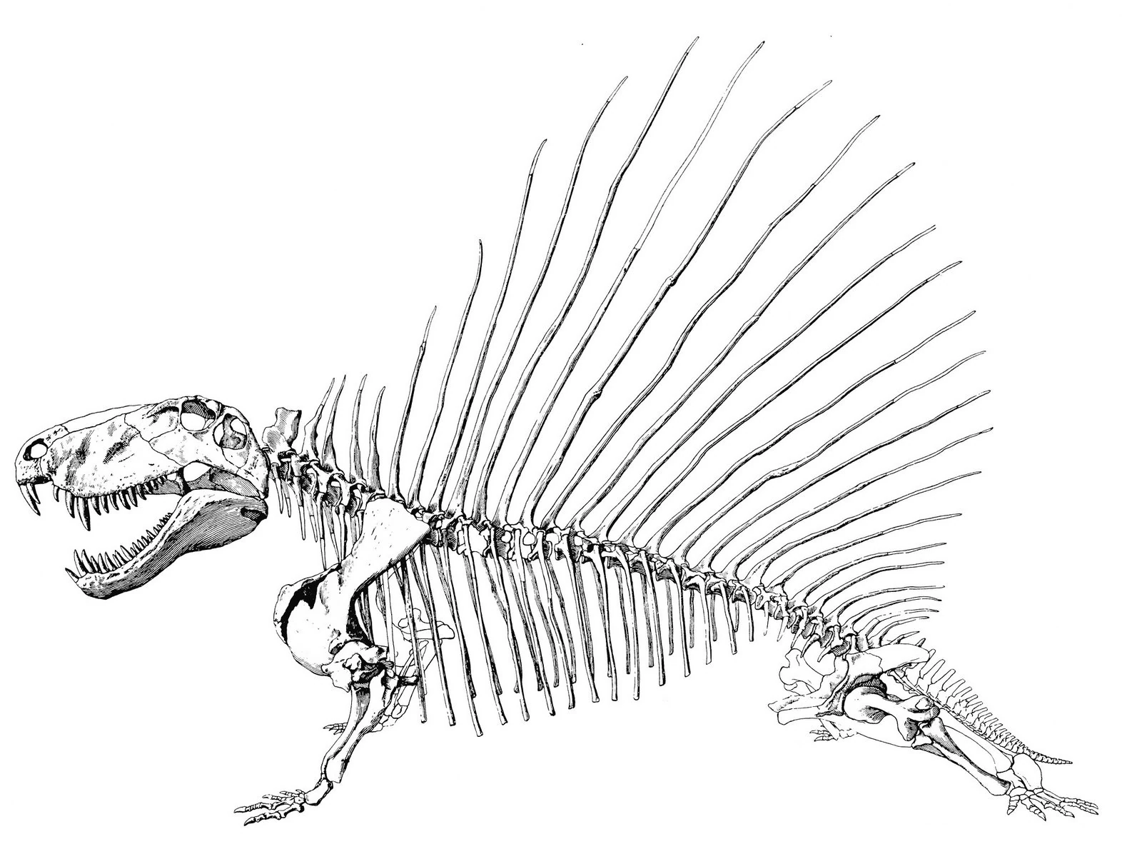 Dimetrodon Fossils