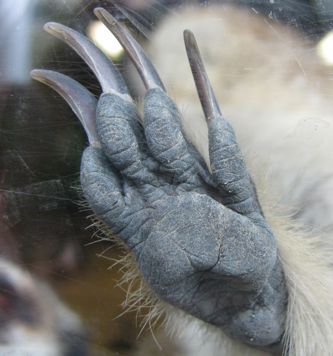 Meerkat Anatomy - Meerkats Wiki