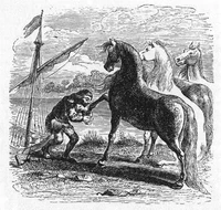 Houyhnhnms - Gulliver's Travels Wiki